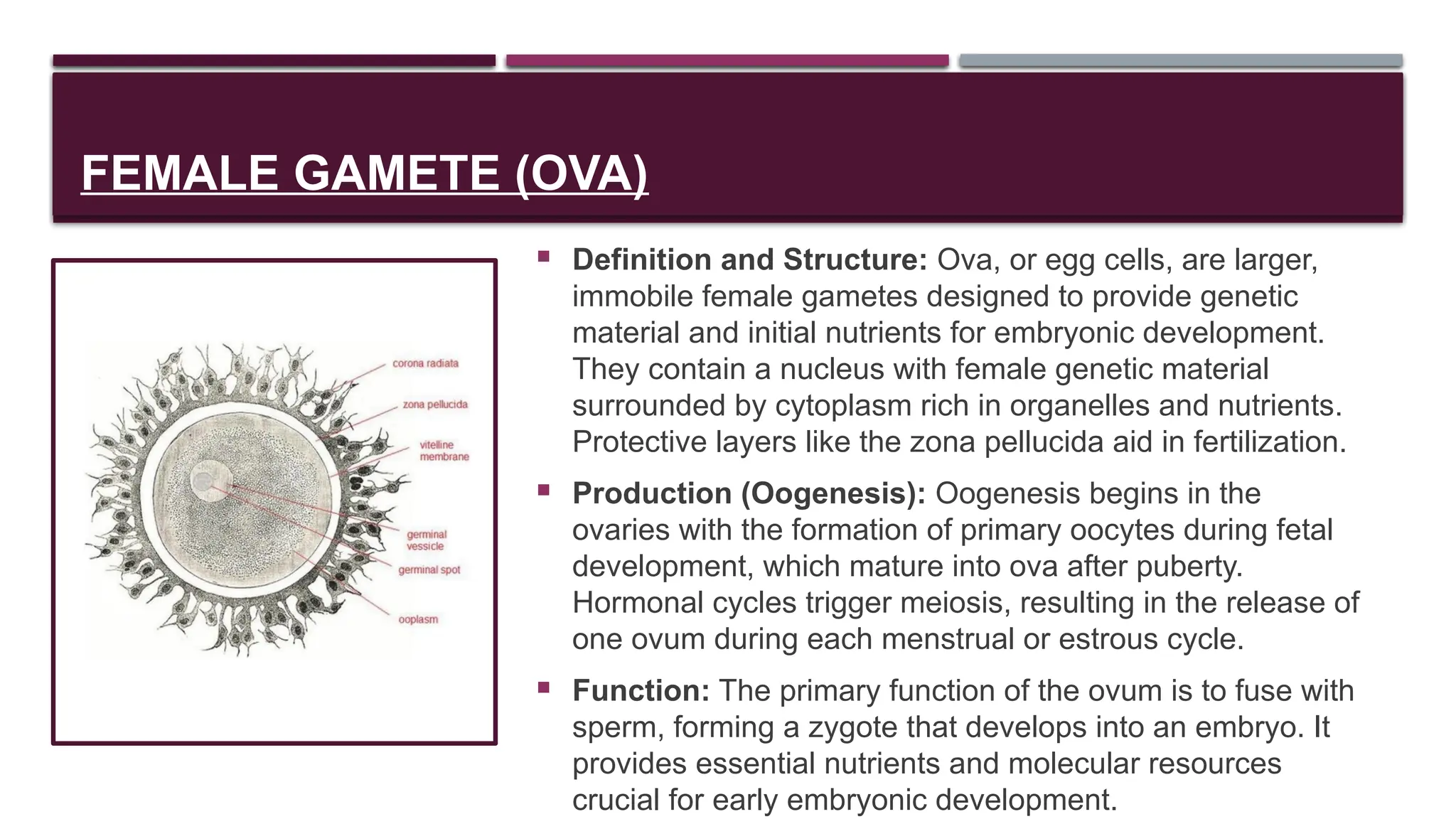 Understanding Gamete Transport: Key Mechanisms and Challenges in ...