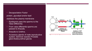 Understanding Gamete Transport: Key Mechanisms and Challenges in ...