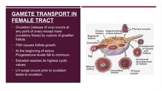 Understanding Gamete Transport: Key Mechanisms and Challenges in ...