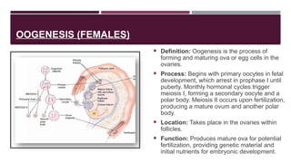 Understanding Gamete Transport: Key Mechanisms and Challenges in ...