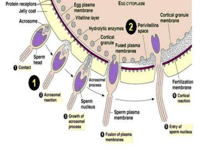 Gamete transport and fertilization | PPTX | Infertility | Reproductive ...