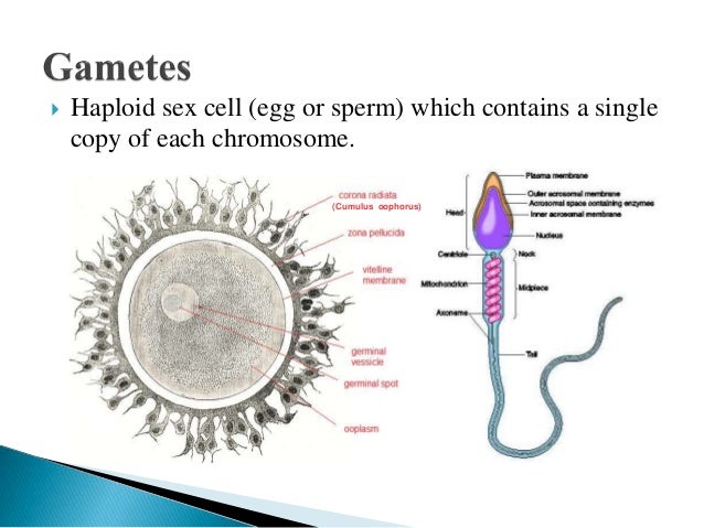 Gamete transport and fertilization