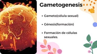 GAMETO DIAPO.pdf