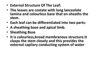 Gametofite and sporofite in bryopsida | PPTX | Gardening | Home & Garden