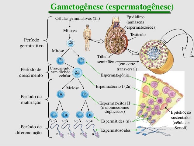 Gametogenese