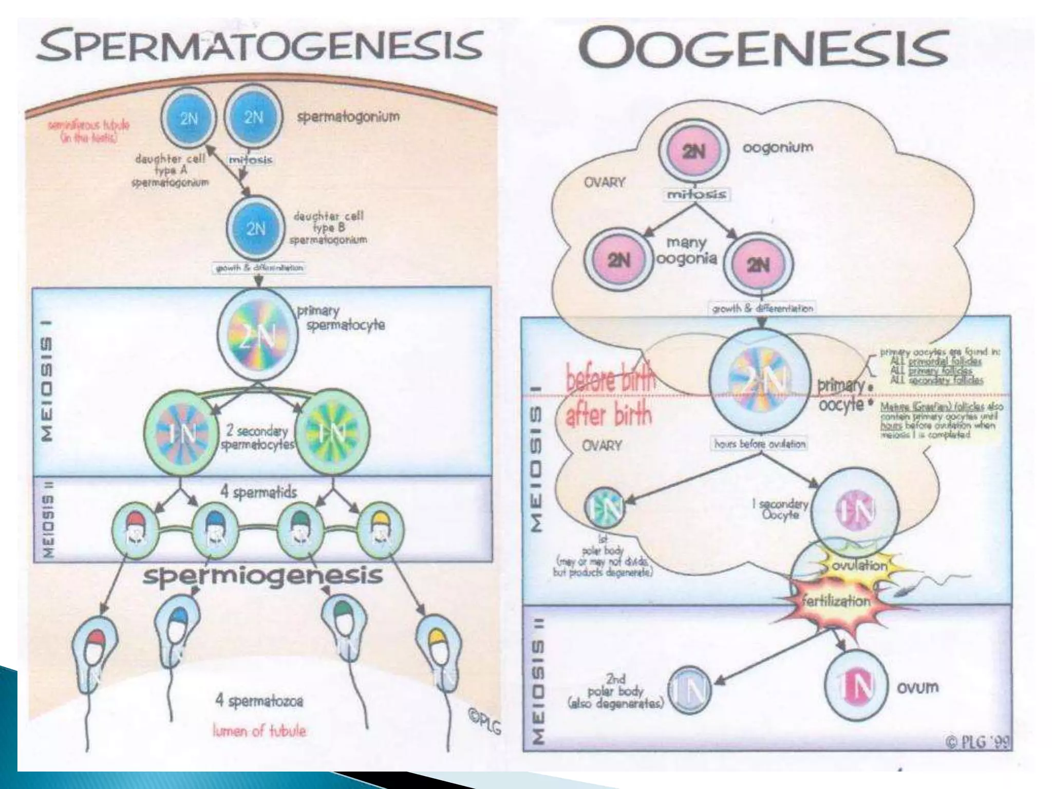 Gametogenesis | PPTX