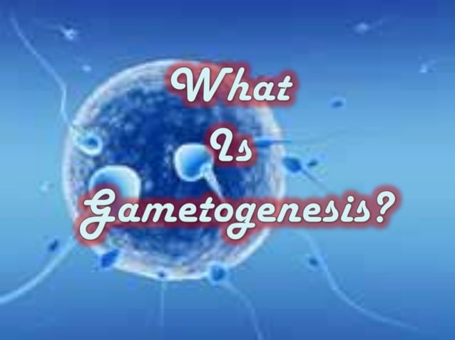 Gametogenesis | PPTX | Infertility | Reproductive Health