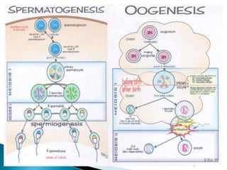 Gametogenesis | PPTX