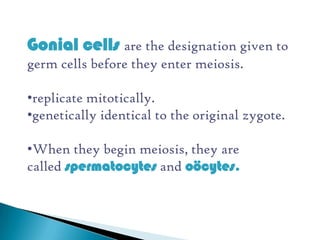 Gametogenesis | PPTX