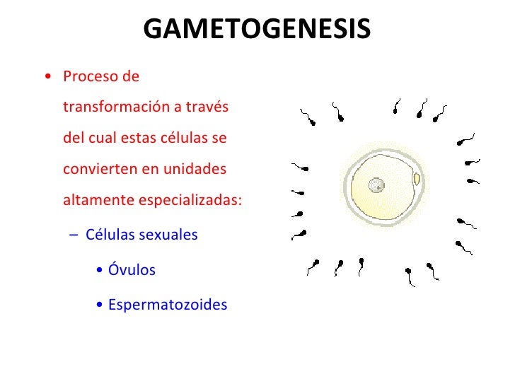 Gametogenesis