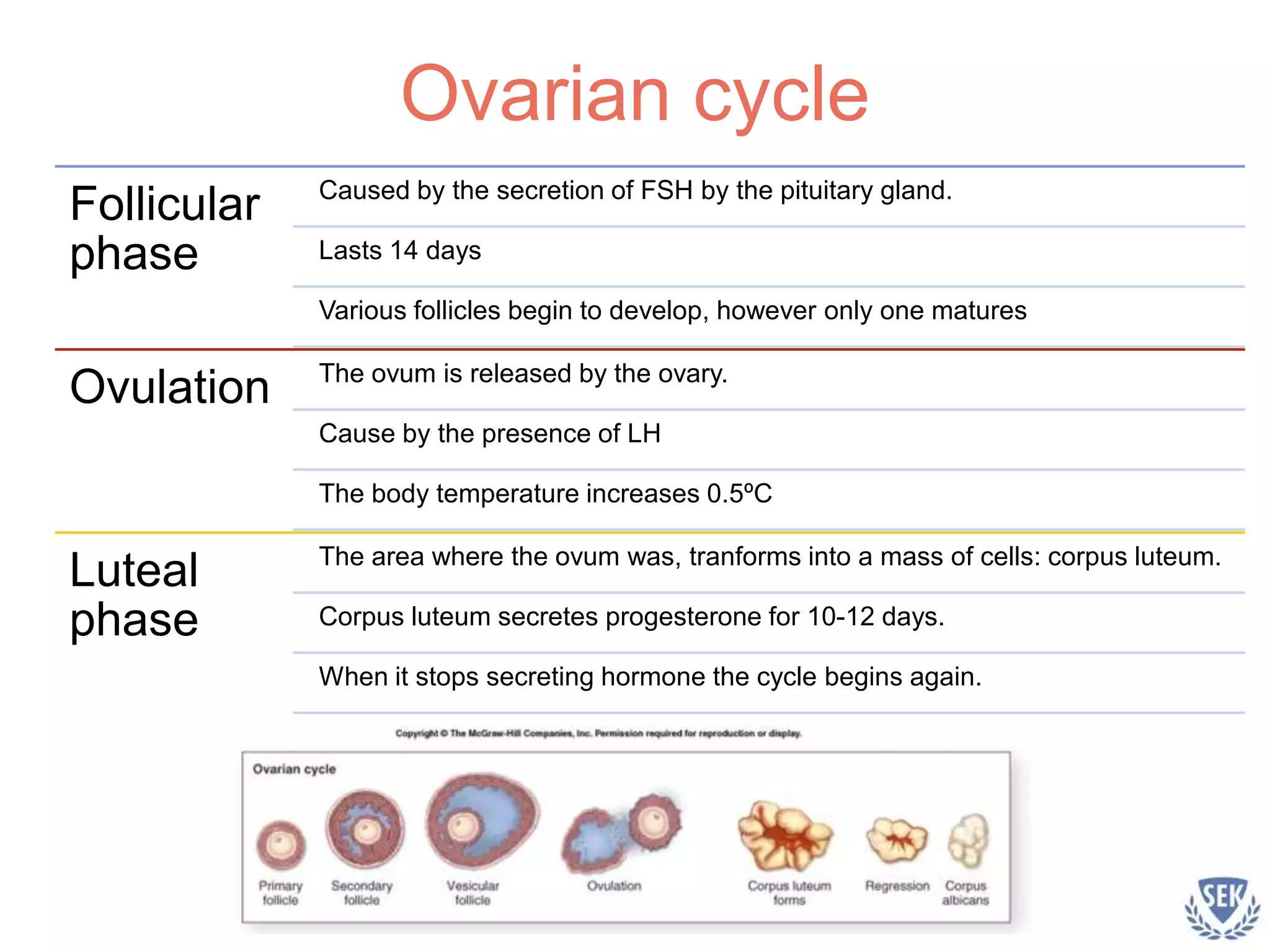 Gametogenesis | PPTX