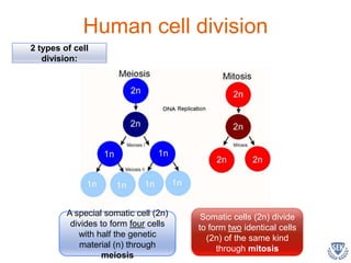 Gametogenesis | PPTX