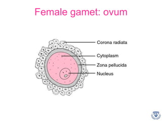 Gametogenesis | PPTX