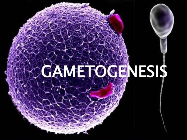 Gametogenesis