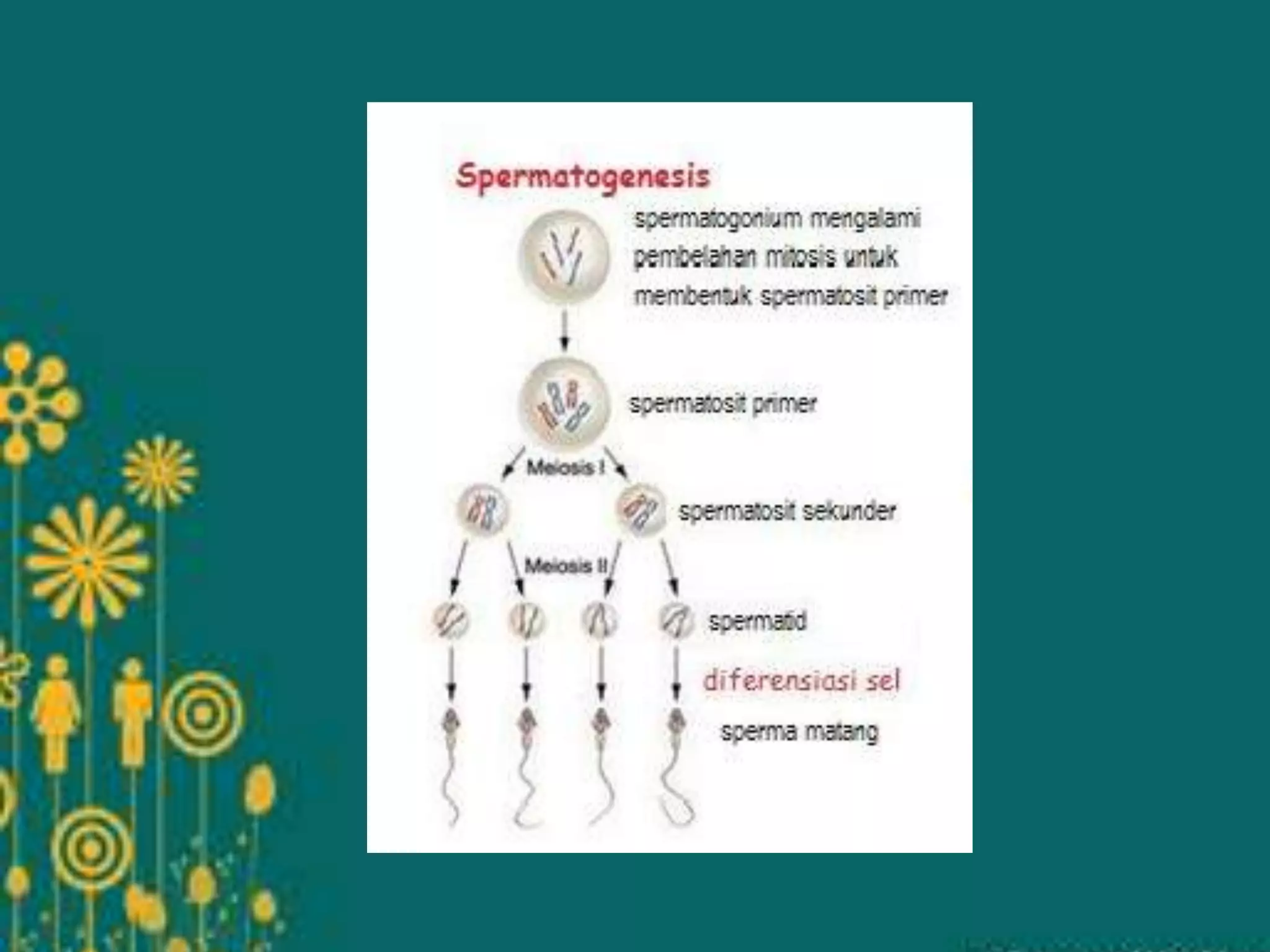 Gametogenesis (Biologi IX SMP) | PPTX