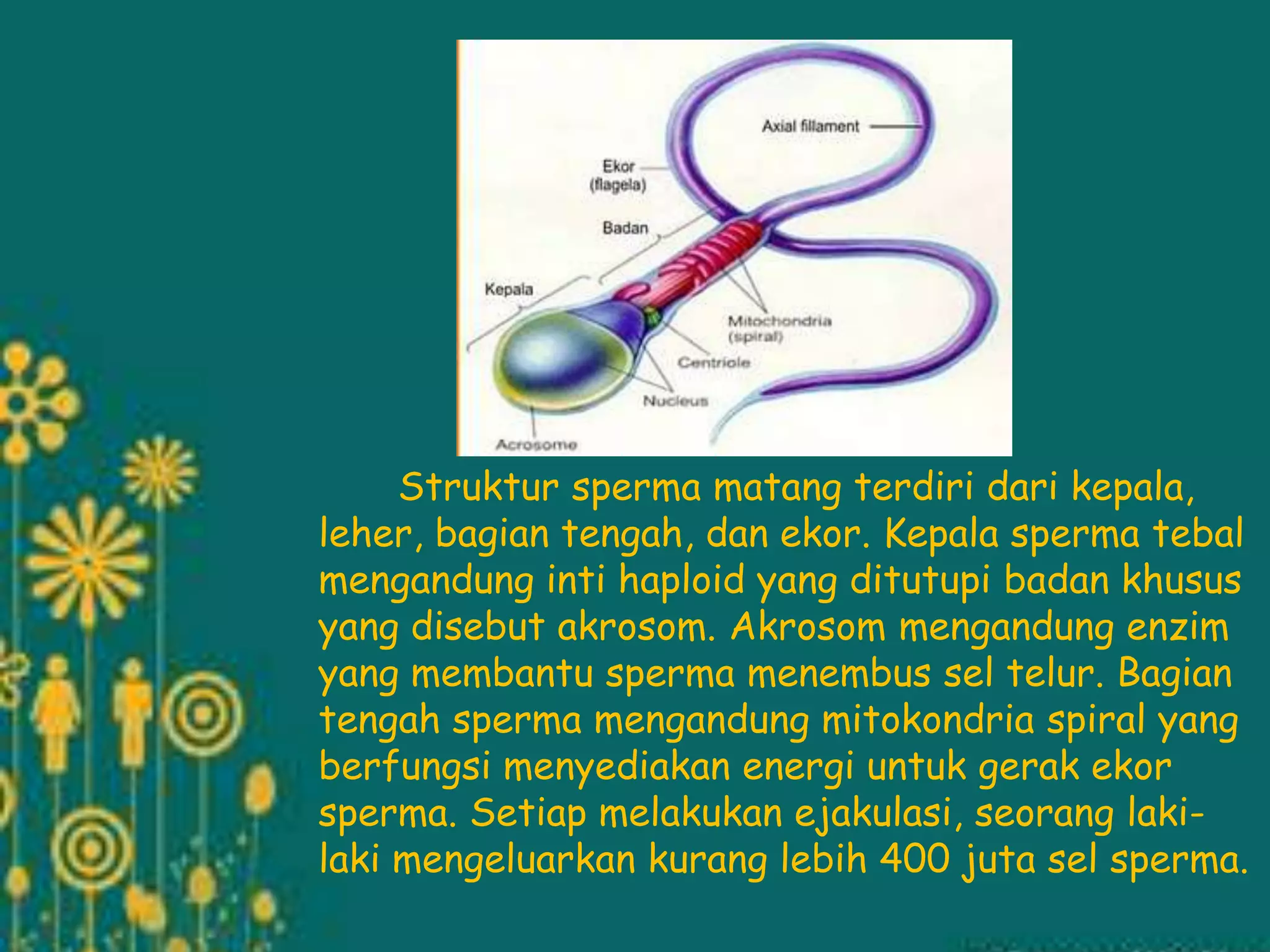 Gametogenesis (Biologi IX SMP) | PPTX