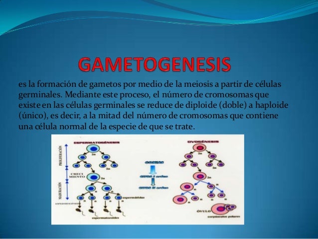 Gametogenesis