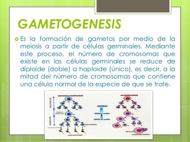 Gametogenesis