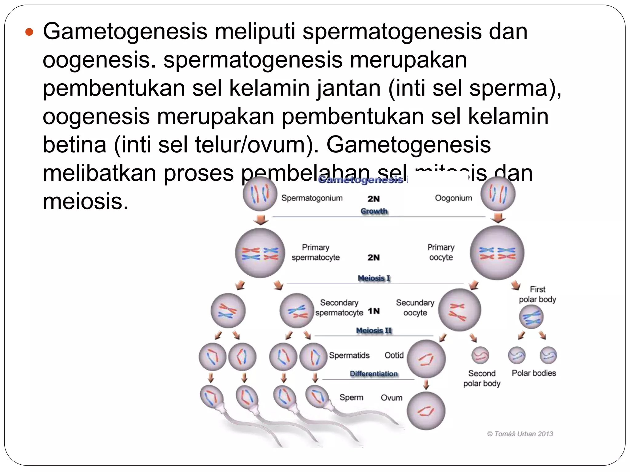 Gametogenesis by Azz@zins | PPTX