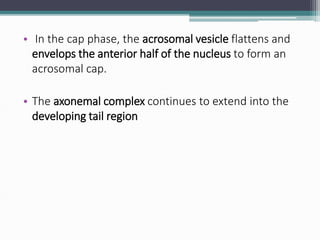 Gametogenesis | PPTX | Infertility | Reproductive Health