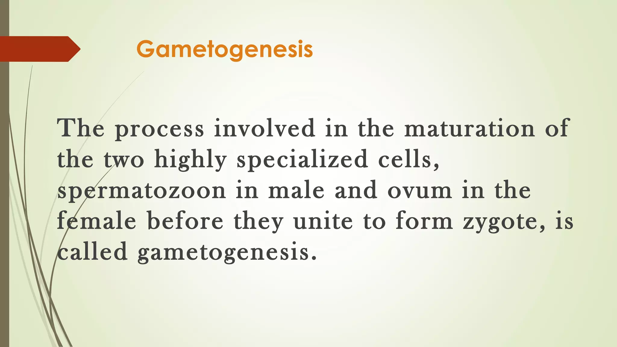 Gametogenesis | PPT