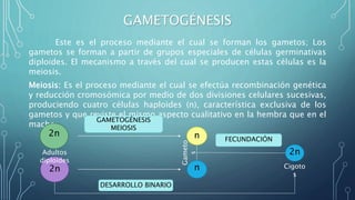 GAMETOGÉNESIS - UNY. | PPTX