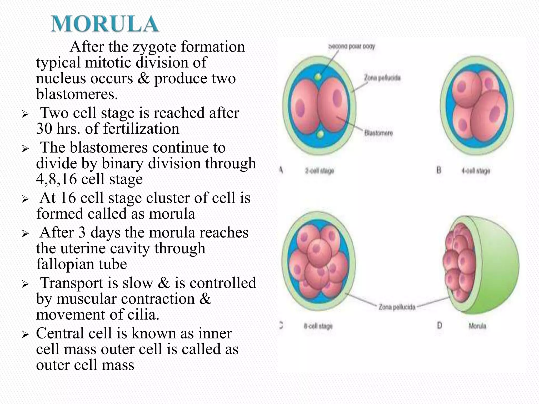 Gametogenesis | PPTX