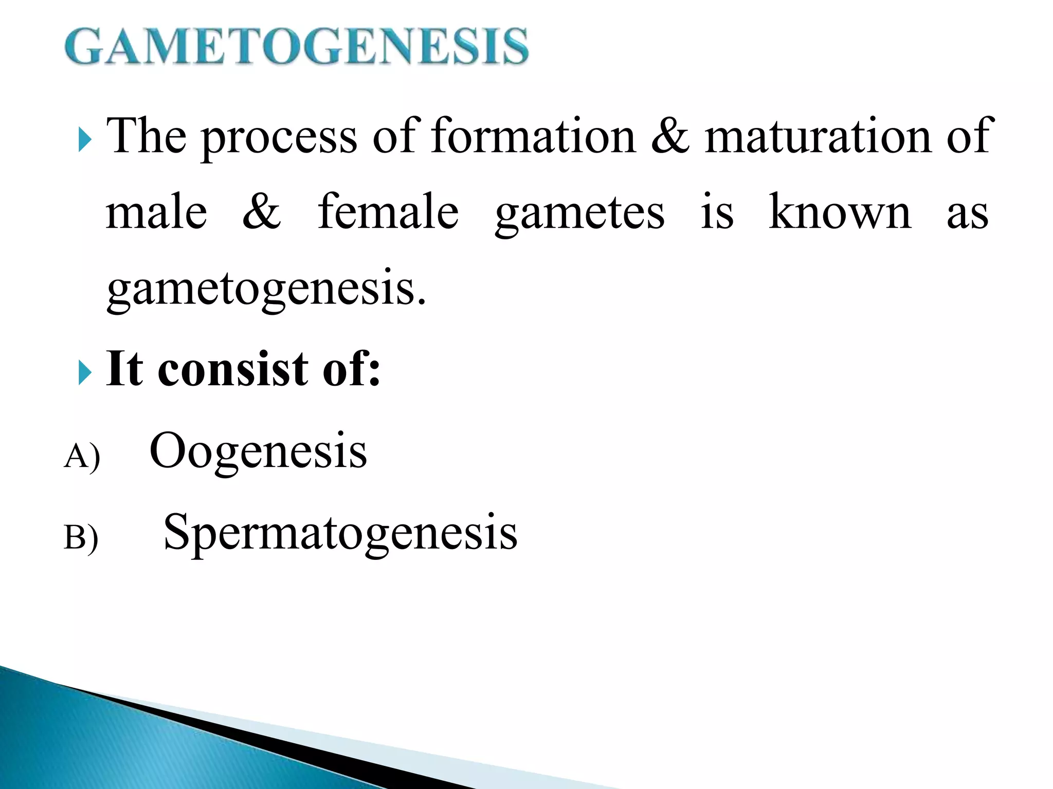 Gametogenesis | PPTX