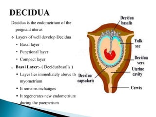Gametogenesis | PPTX