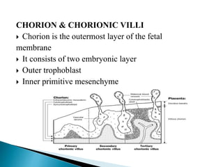 Gametogenesis | PPTX