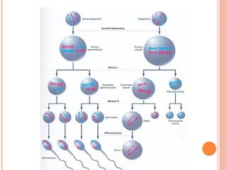 gametogenesis, spermatogenesis and oogenesis | PPT