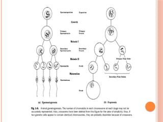 gametogenesis, spermatogenesis and oogenesis | PPT