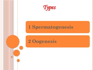 gametogenesis, spermatogenesis and oogenesis | PPT