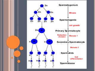 gametogenesis, spermatogenesis and oogenesis | PPT