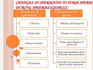 gametogenesis, spermatogenesis and oogenesis | PPT
