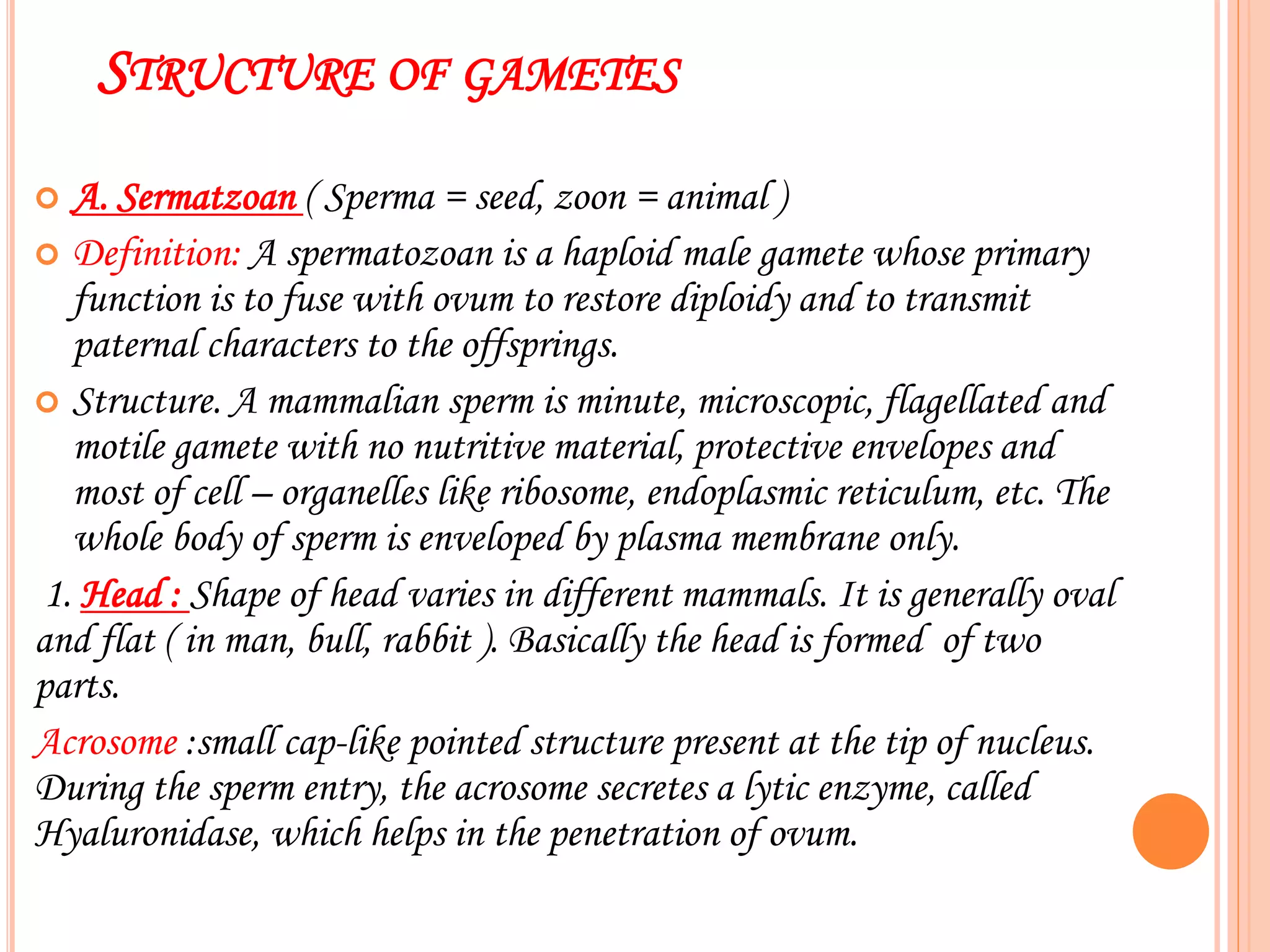 Gametogenesis | PPTX