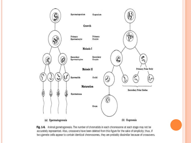 Gametogenesis | PPTX