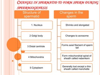 Gametogenesis | PPTX