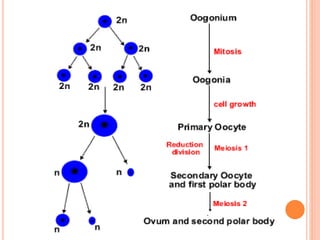 Gametogenesis Diagram