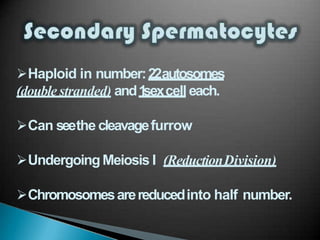 Gametogenesis | PPTX