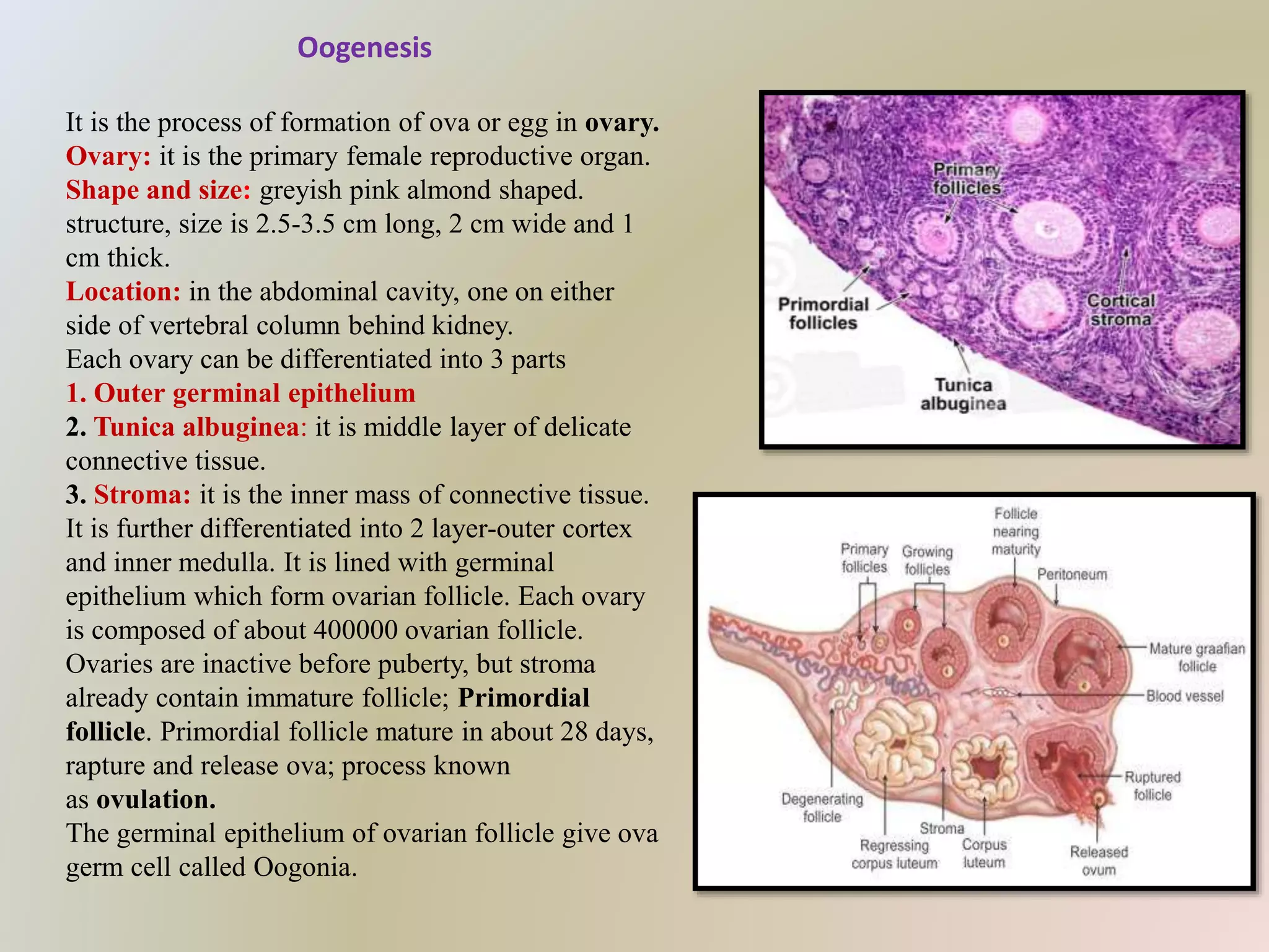 Gametogenesis, Types of gametogenesis, structure of sperm & ovum and regulation ,compare ...