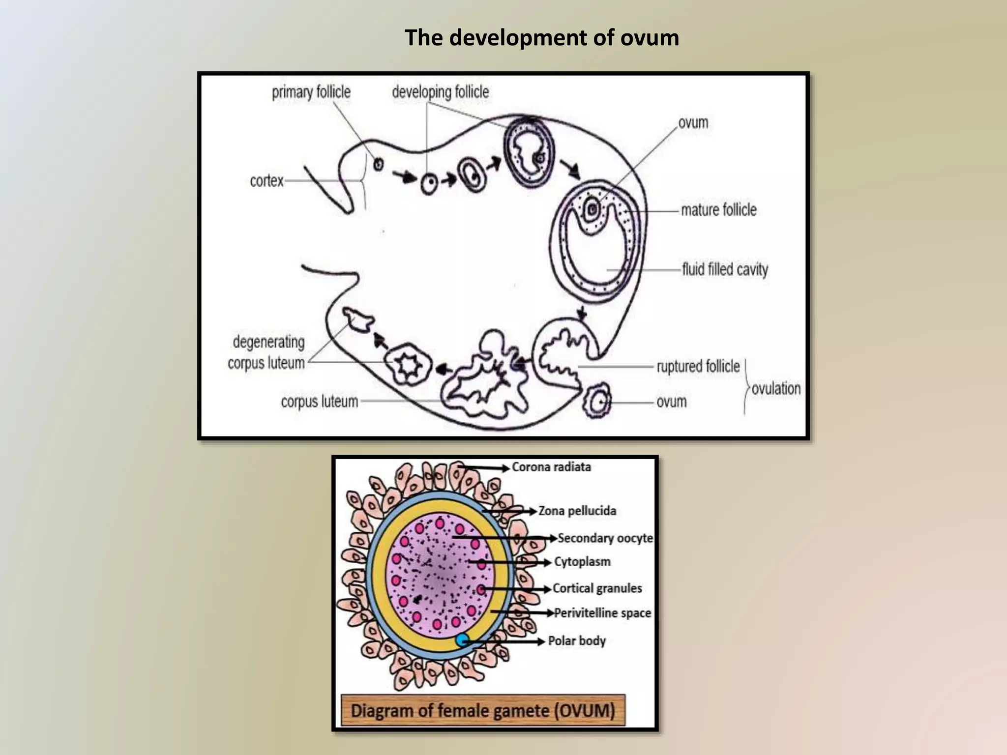 Gametogenesis, Types of gametogenesis, structure of sperm & ovum and regulation ,compare ...