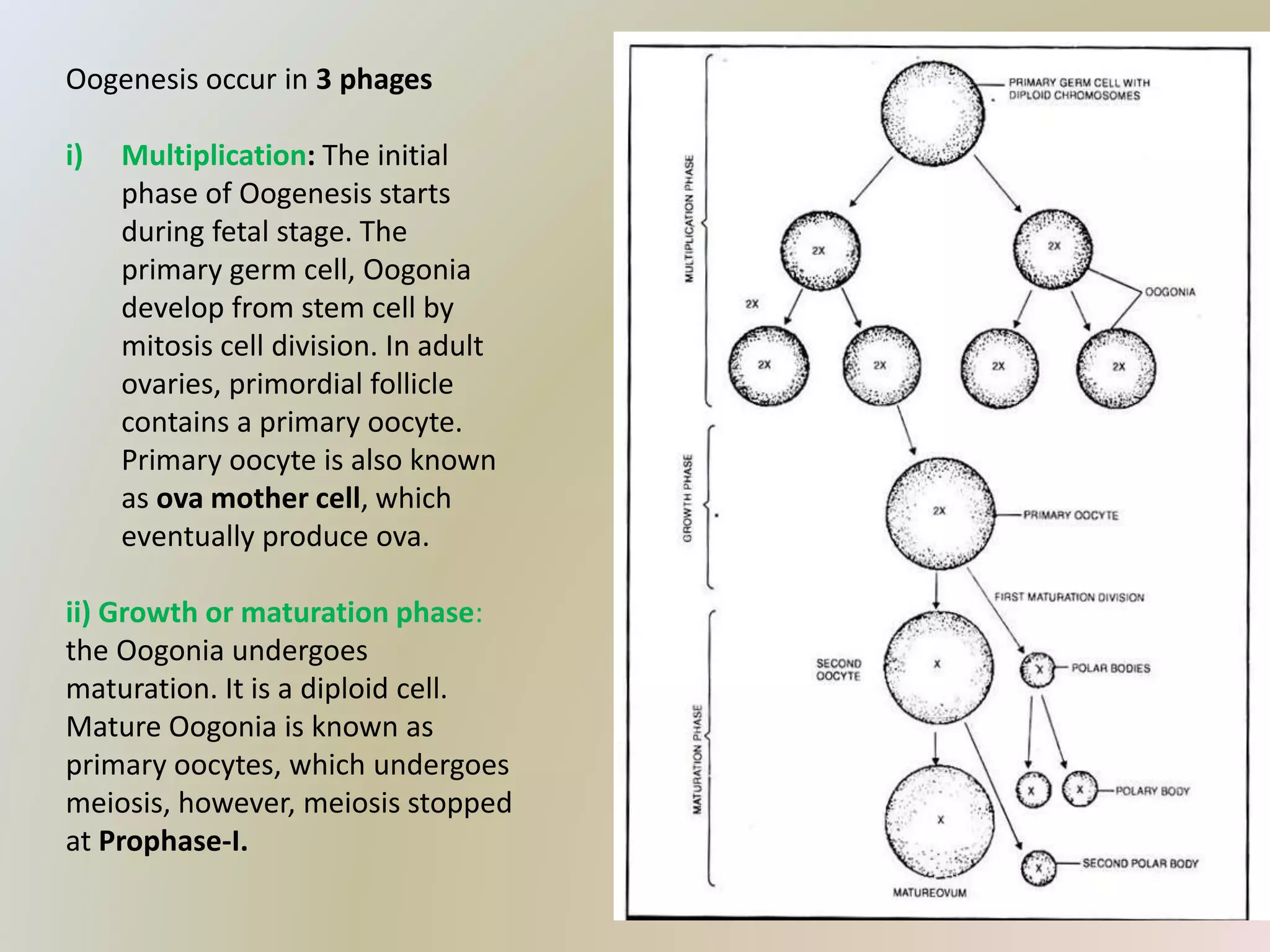 Gametogenesis, Types of gametogenesis, structure of sperm & ovum and regulation ,compare ...