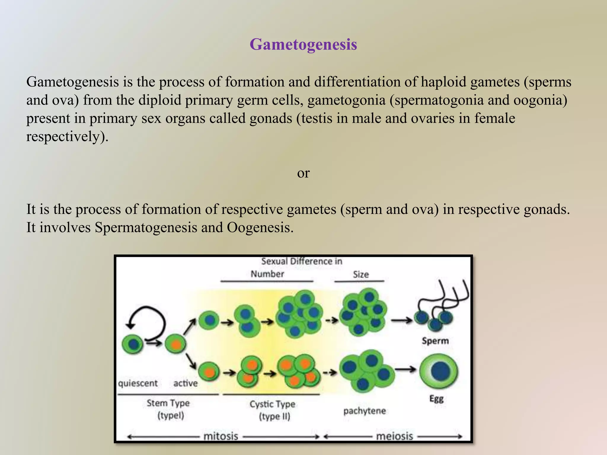 Gametogenesis, Types of gametogenesis, structure of sperm & ovum and regulation ,compare ...