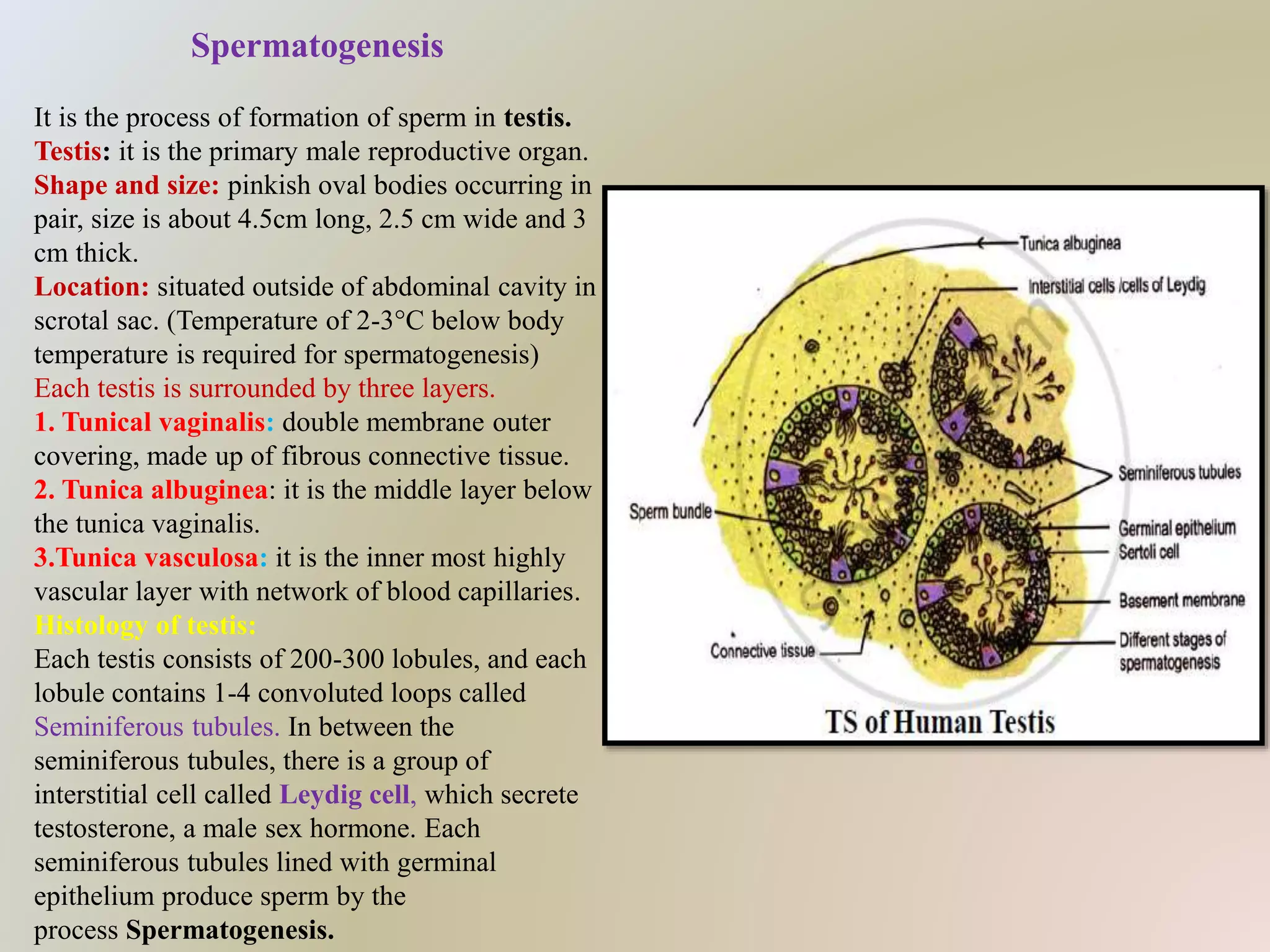 Gametogenesis, Types of gametogenesis, structure of sperm & ovum and regulation ,compare ...