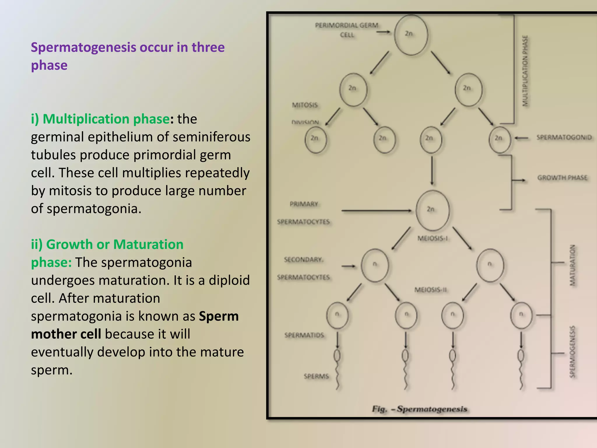 Gametogenesis, Types of gametogenesis, structure of sperm & ovum and regulation ,compare ...