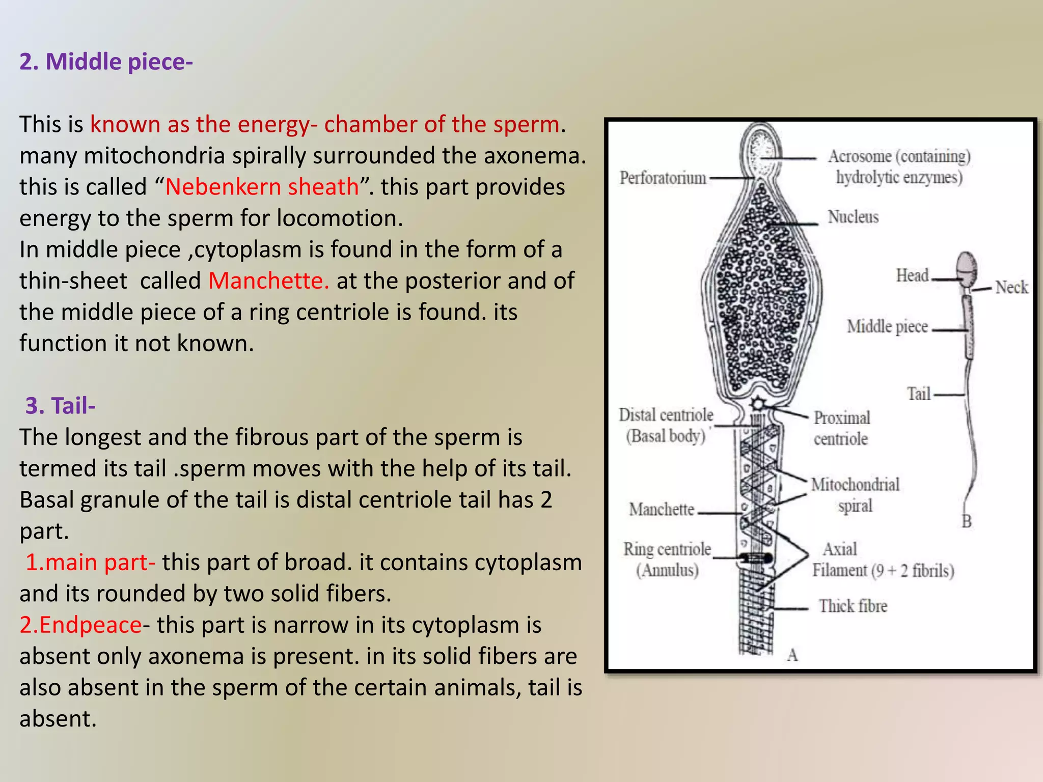 Gametogenesis, Types of gametogenesis, structure of sperm & ovum and regulation ,compare ...