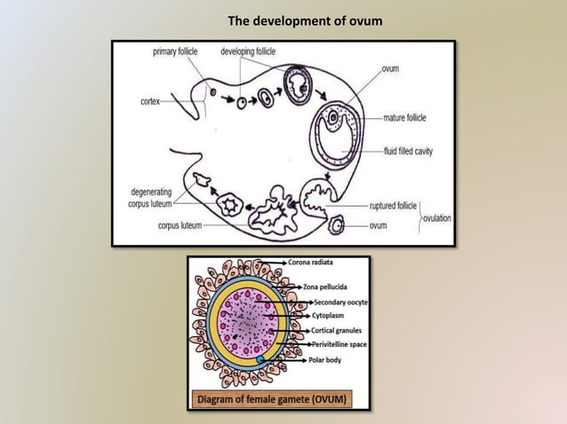 Gametogenesis, Types of gametogenesis, structure of sperm & ovum and regulation ,compare ...