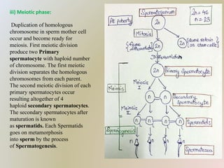 Gametogenesis, Types of gametogenesis, structure of sperm & ovum and regulation ,compare ...
