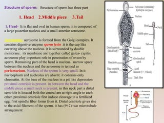 Gametogenesis, Types of gametogenesis, structure of sperm & ovum and regulation ,compare ...